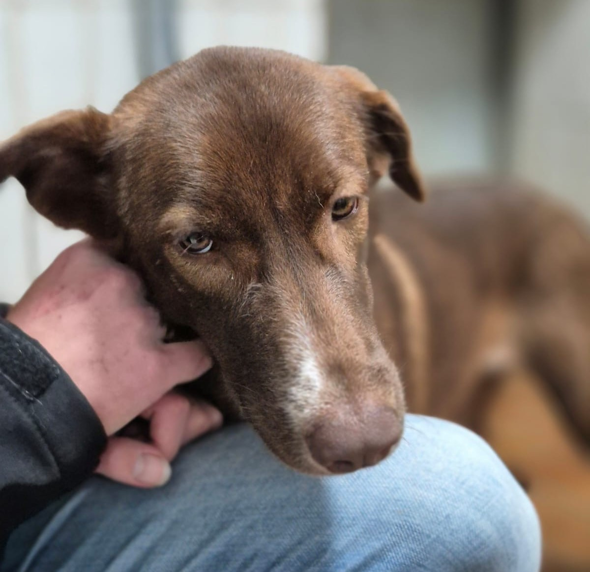 Ploysang | Tierschutzverein Bad Wildungen und Umgebung e.V. | Hoffnung kann und wird die Welt ...